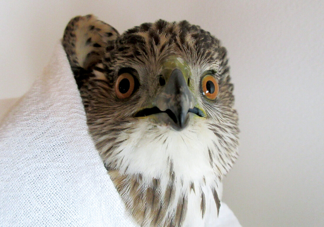 Injured Hawk Rescue | News, Sports, Jobs - The Intermountain